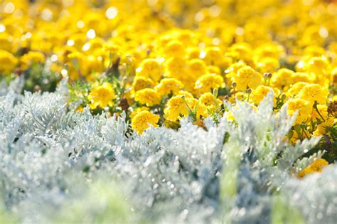 햇빛에 밝은 노란색 꽃의 숲 사이의 빈 터입니다 아름 다운 맑은 여름 배경입니다 꽃 패턴입니다 금 잔 화 계절에 대한 스톡 사진