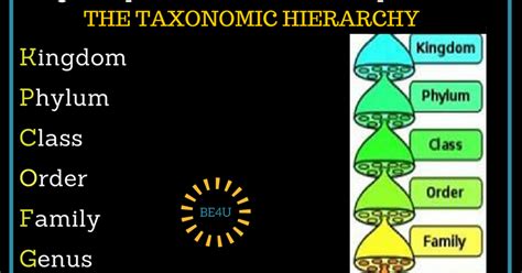 Igcse Biology Notes The Taxonomic Hierarchy Human Hierarchy ~ Biology Exams 4 U