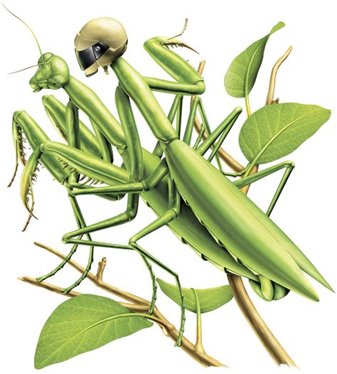 safe sex for mantis behance