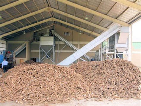 Cassava Production Processing And Marketingindustry News
