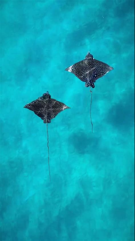 Pin By Ridha Riahi On Rilou Ocean Creatures Ocean Animals Sea Creatures