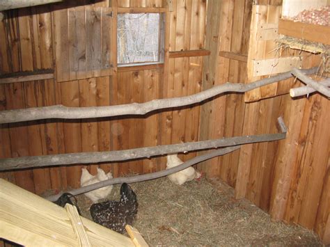 Tree House Chicken Coop BackYard Chickens Learn How To Raise Chickens