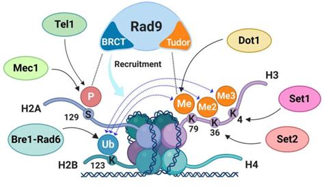 Figure 2 From The Chromatin Landscape Around Dna Double Strand Breaks In Yeast And Its Influence