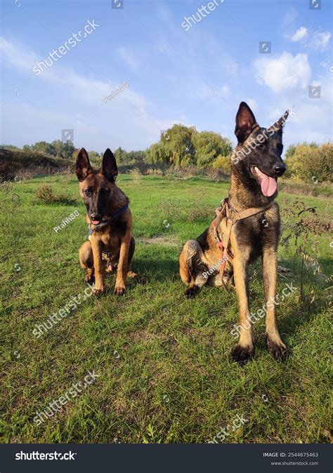 말리노이스 벨기에 말리노이스 작업 스톡 사진 2544675463 Shutterstock