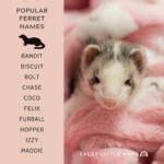280 Best Ferret Names Cute Cool And Unique Every Little Name