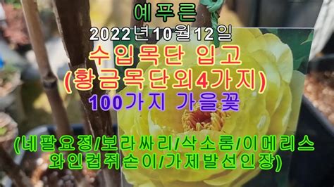 예푸른황금색 목단 외4가지입고이메리스추명국사계바람꽃사랑초우이엽네팔요정 Youtube