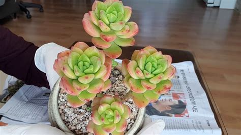 나에게 선물로 온 다육 페리도트♡♡♡♡♡ Youtube