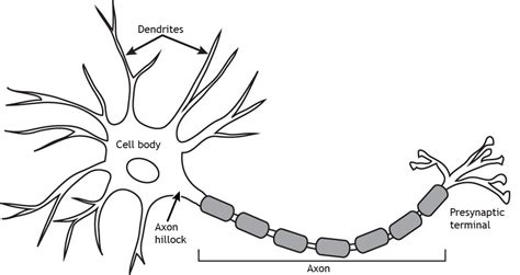 Truenorth A Deep Dive Into Ibms Neuromorphic Chip Design Open Neuromorphic