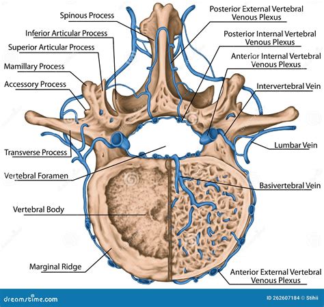 Board Venous Plexuses Of The Vertebral Canal Stock Illustration Board Venous Plexuses Of The Vertebral Canal Stock Illustration