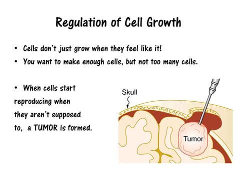 REGULATION Of The Cell Cycle SCIENTIST CINDY