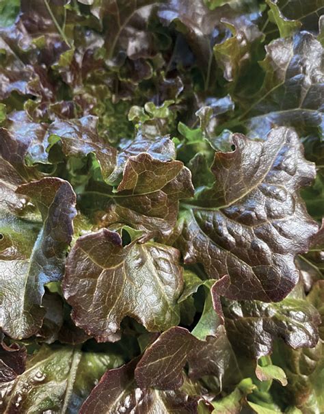 Growing Greens 11 Cayman Compass