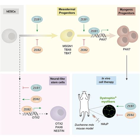 The Mesodermal And Myogenic Specification Of Hescs Depend On Zeb1 And Are Inhibited By Zeb2