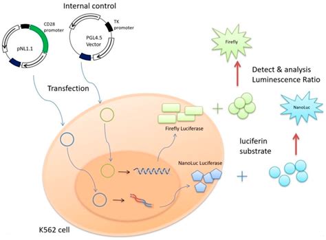 Dual Luciferase Reporter Assay Kit Promega At Deeann Perrault Blog