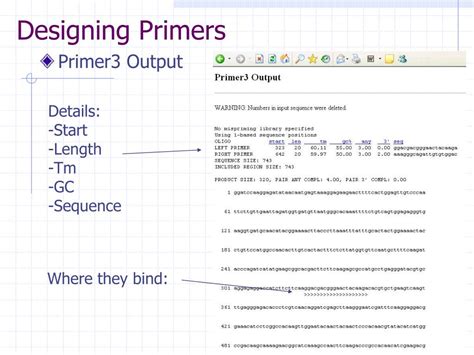 Primer Design Considerations At Larry Kirts Blog