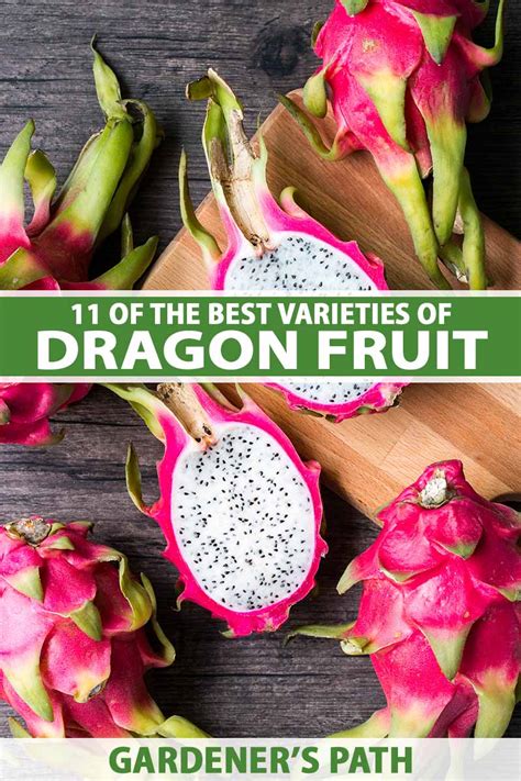 11 Of The Best Dragon Fruit Pitaya Cultivars Gardeners Path