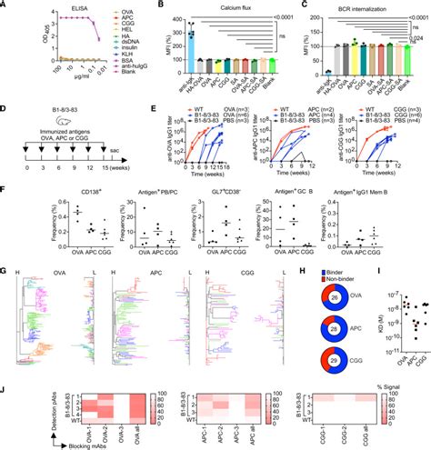Somatic Hypermutation Generates Antibody Specificities Beyond The