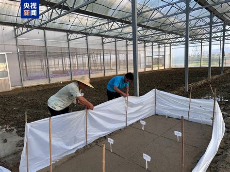 上天又入地太空种子在南繁开始育种 人民日报