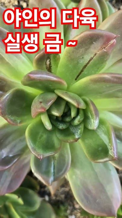 오늘도 행복 가득한 밤 되세요~ 빈에서 파종이 실생 다육 다유기 다육이 다육식물 반려식물 다육판매 다육이판매 다육이키우기 다육인스타그램 매혹이 청주
