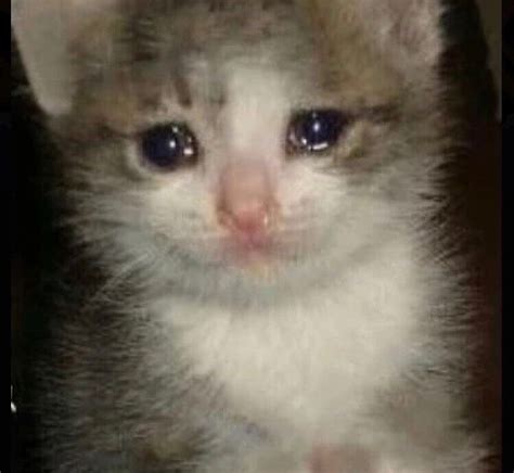 Sad Face Cat Meme