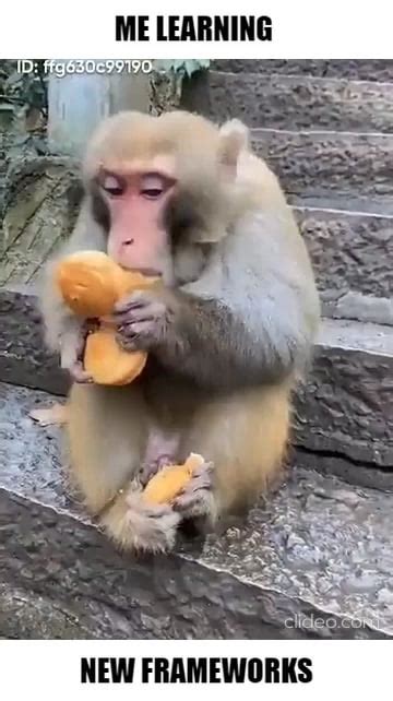 0 Days Past Since The Last Javascript Framework Launched R Programmerhumor