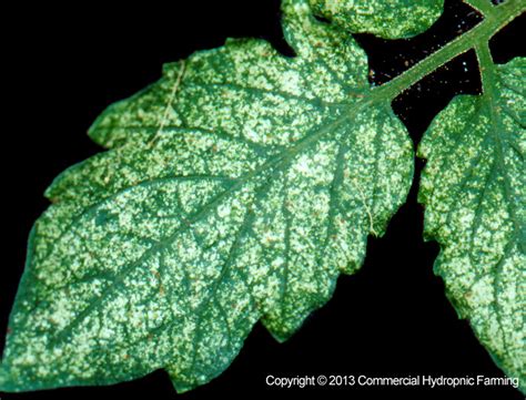 Red Spider Mite