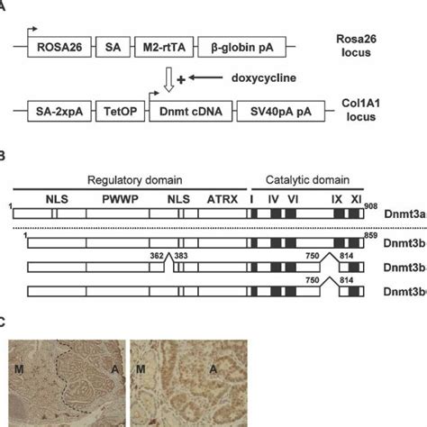 Transgene Expression Analysis A Colon And Spleen Sections Of