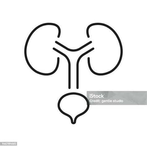 인간의 비뇨기 계통 라인 아이콘입니다 건강 방광 및 신장 선형 픽토그램 비뇨기과 질환 개요 아이콘입니다 해부학 적 건강한 내부 장기 편집 가능한 획 고립된 벡터 그림 건강