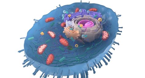 Ribosome Profiling Provides Evidence That Large Noncoding Rnas Do Not Encode Proteins Rna