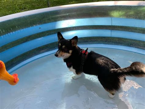 We May Have Gotten Eevee A Pool R Corgi