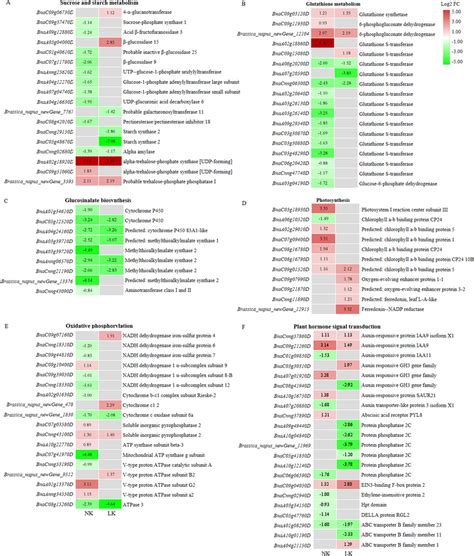 The Degs Involved In Different Pathways Under Nk And Lk Heatmap Of