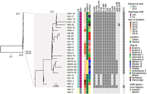 Phylogenetic Relatedness And Genomic Characteristics Of 29 S Enterica Download Scientific