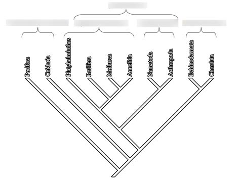 Phylogeny Of Animals