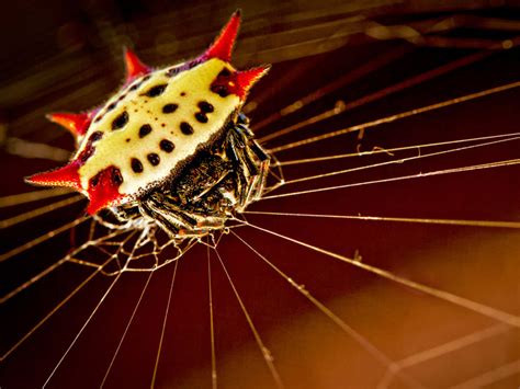 Spiny Orb Weaver Ez Gro Garden