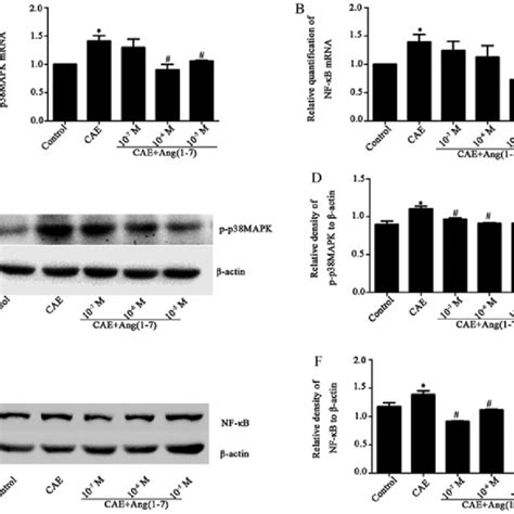 Effects Of Ang 1 7 On P38 Mapk P P38 Mapk And Nf κb Levels In The Download Scientific