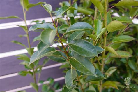 ソヨゴ株立 樹高1 50m 常緑ヤマボウシなどの庭木なら植木の通販スカイグリーン