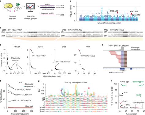 Discovery Of Specific Human Genome Targeting Recombinases A Predicted