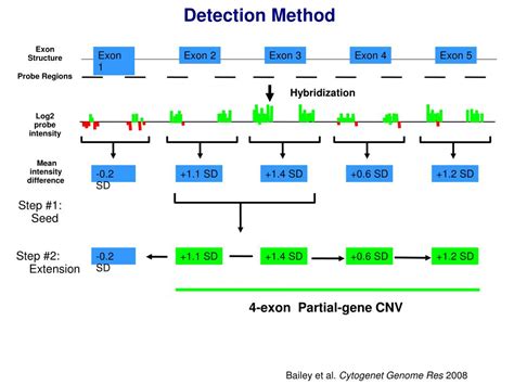 ppt analyzing copy number variation in the human genome powerpoint presentation id 280503