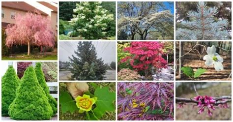 Best Trees For Front Yard Landscaping In