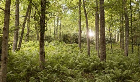 Sunbathing Without Sunglasses By Amanda Watson Johnson
