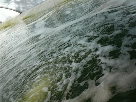 Evodos Improves Algae Harvesting System Biodiesel Magazine