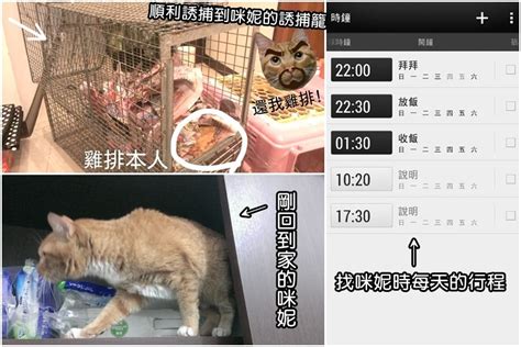 愛貓走失27天 主人夜夜放飯追尋 社團法人中華民國保護動物協會