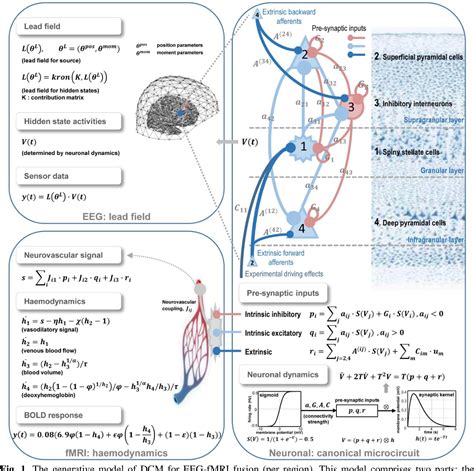 Figure 1 From Bayesian Fusion And Multimodal Dcm For Eeg And Fmri