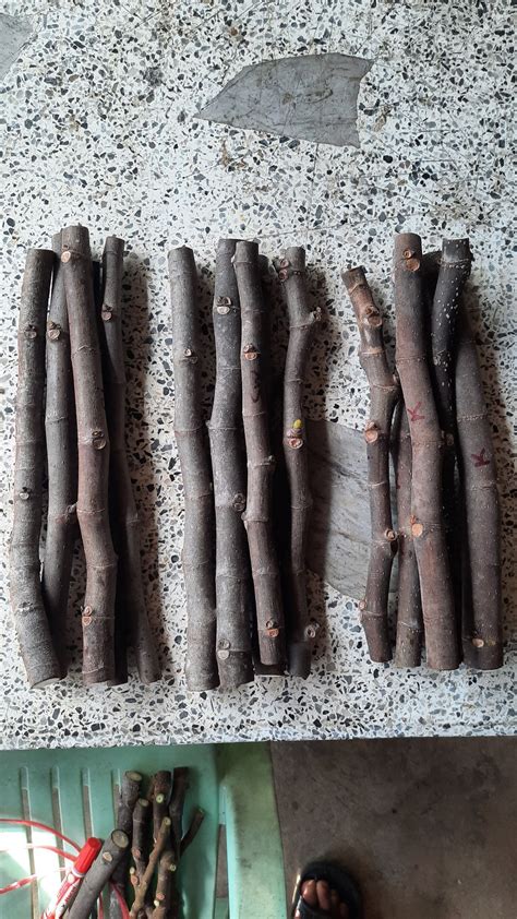 กลุ่มคนรักfig มะเดื่อฝรั่ง รวม 3 สายพันธุ์ๆ ละ 5 กิ่ง