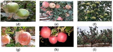 Research On Apple Recognition Algorithm In Complex Orchard Environment