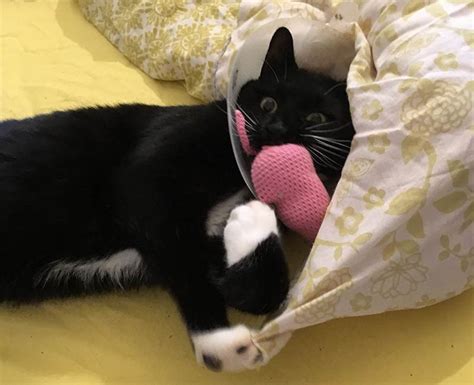 Best Crochet Catnip Mouse Pattern Instructions And Tips