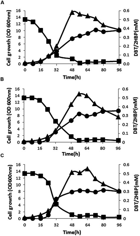 Growth Time Course Of Dbt Consumption And 2 Hbp Formation • Download Scientific
