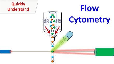 Flow Cytometry Schematic Flow Cytometry And Cell Sorting Share