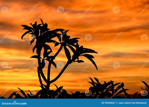 Силуэт дерева в Африке на восходе солнца или заходе солнца Стоковое Изображение изображение