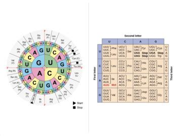 Printable Codon Chart Material Half Sheet S By Living Life With Life Science