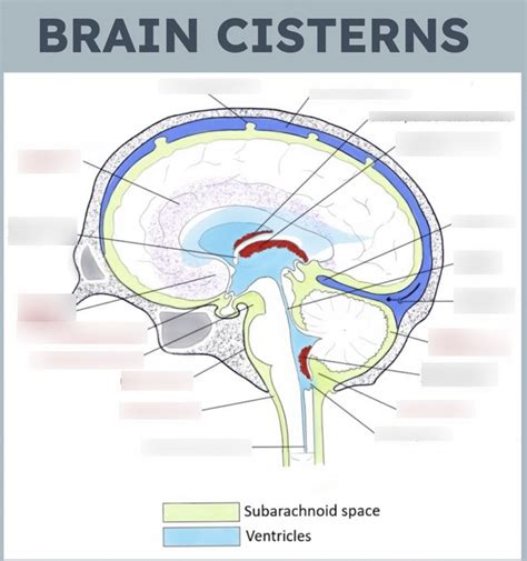 Diagram Of Brain Cisterns Hotspot Quizlet